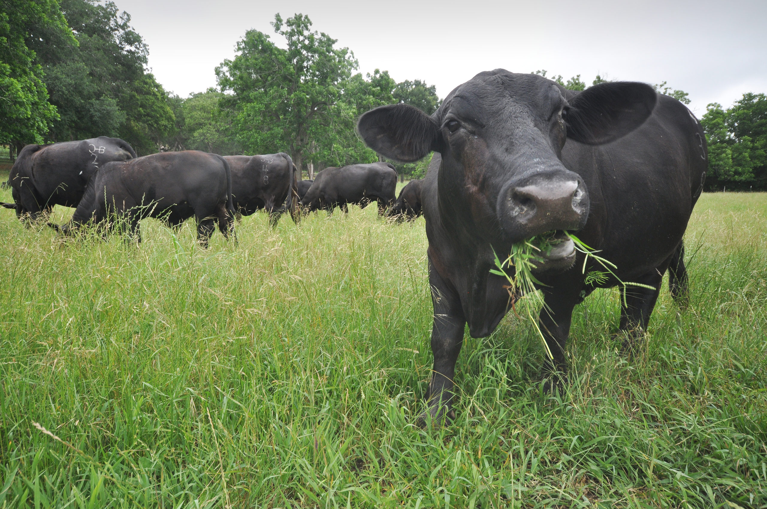 Frost Seed Legumes for Profitable Cattle - ProAg