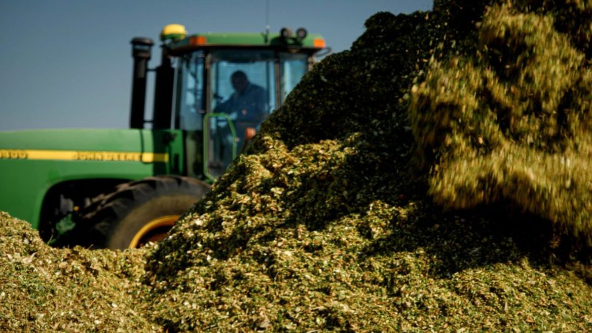 Test your Silage for Mold and Mycotoxins - ProAg