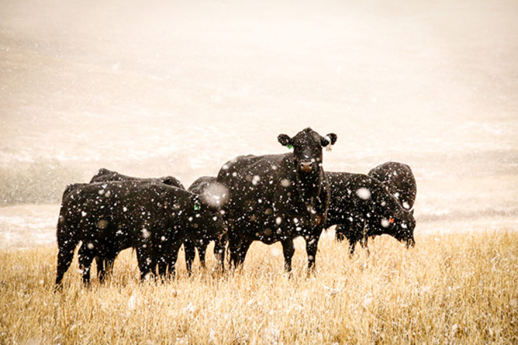 3 Tips for Keeping Ice Out of Cattle Water - ProAg