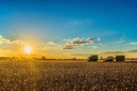 Revenue Protection (RP Crop Insurance) - ProAg