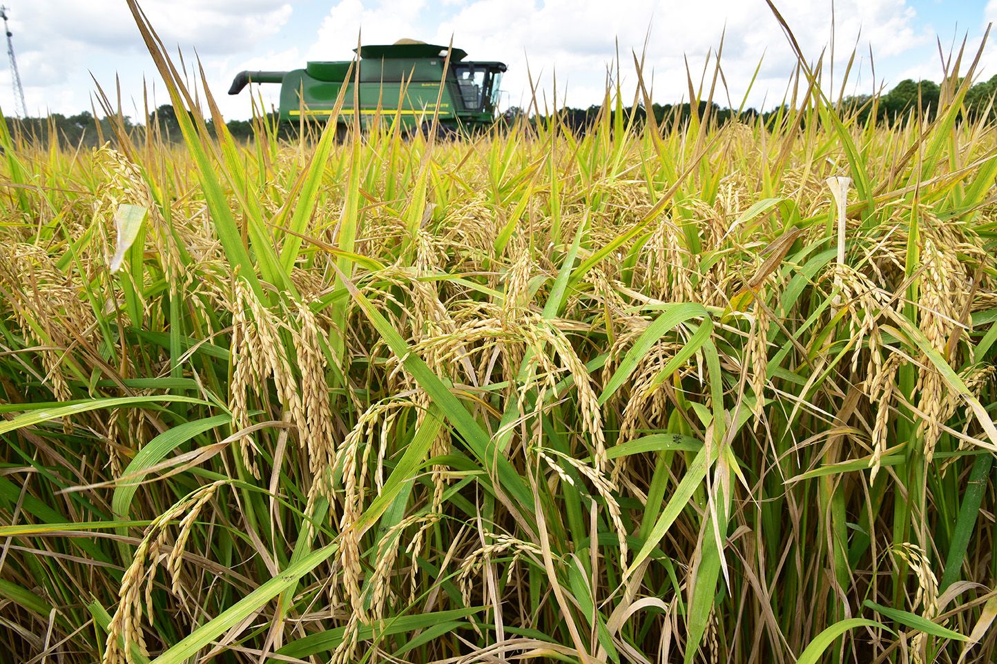 Weather Deals Blow to Louisiana Rice Harvest - ProAg