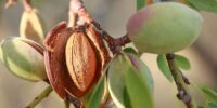 Almond Market Trending Toward Higher Prices, Rabobank Report Says - ProAg