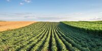 USDA RMA Announces New Crop Insurance Margin Coverage Option for Row ...