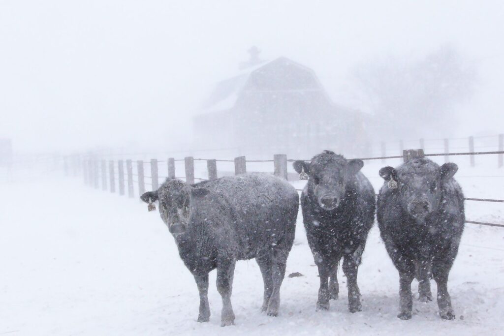 Nutrition Calculation Tips for Cattle Feeding in Cold Temperatures - ProAg