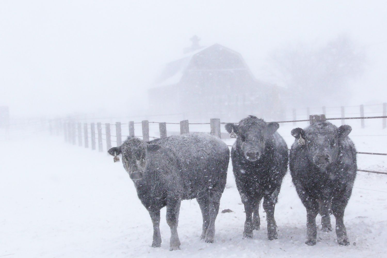 Nutrition Calculation Tips for Cattle Feeding in Cold Temperatures - ProAg