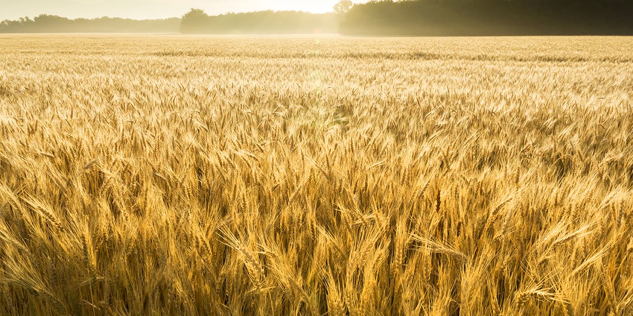 Three-Quarters of U.S. Spring Wheat Crop Ranks Good to Excellent - ProAg