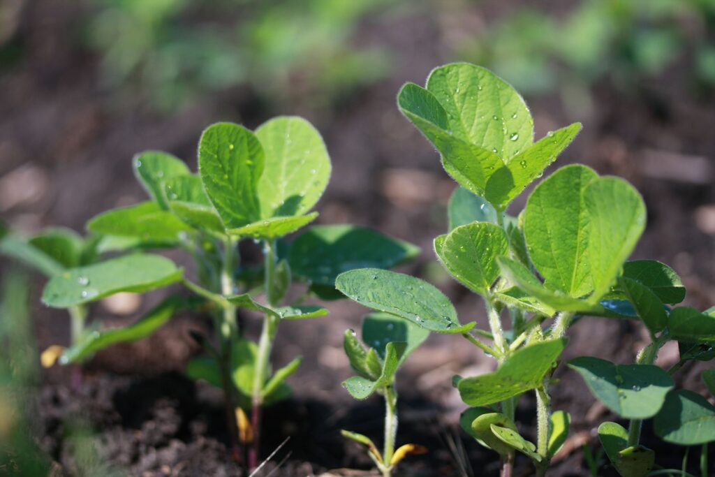 5 Tips for Early Planting Soybeans - ProAg