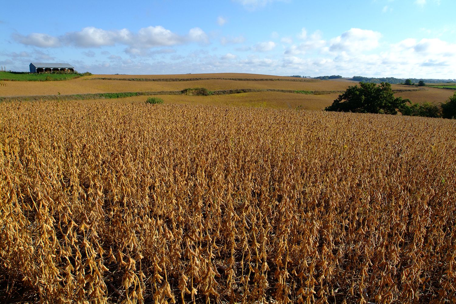 South American Soybean Harvest to Add Volatility to Market - ProAg