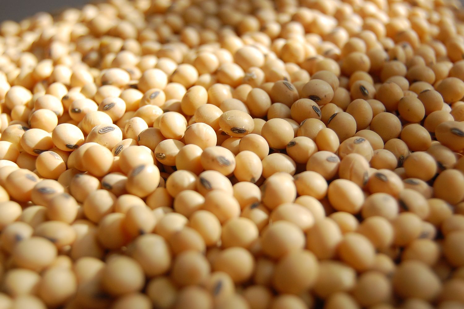 USDA to Review Soybean Color Standards - ProAg