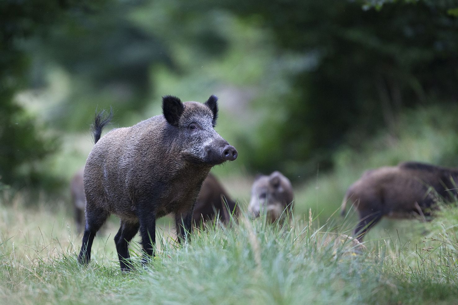 Feral Pigs Roam the South. Now Even Northern States Aren't Safe - ProAg