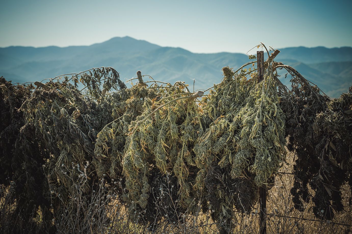 Hemp-Farmers Ahead of Processors - ProAg