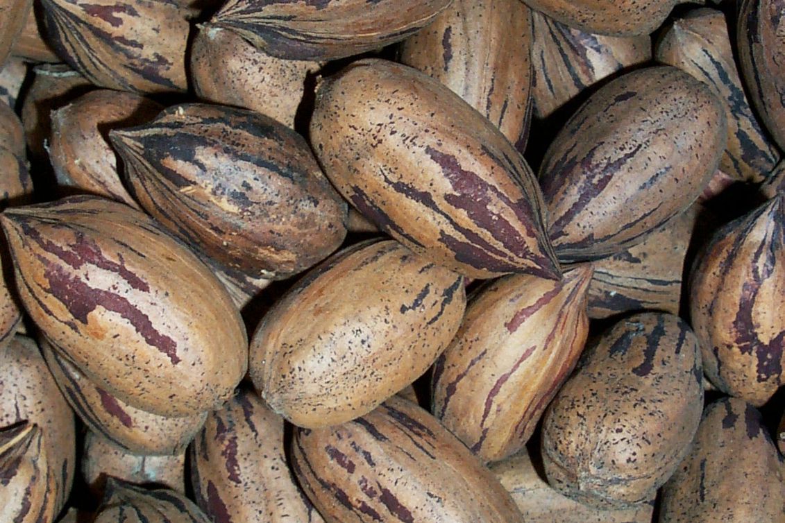 Georgia Pecans Yield Less Than Half - ProAg