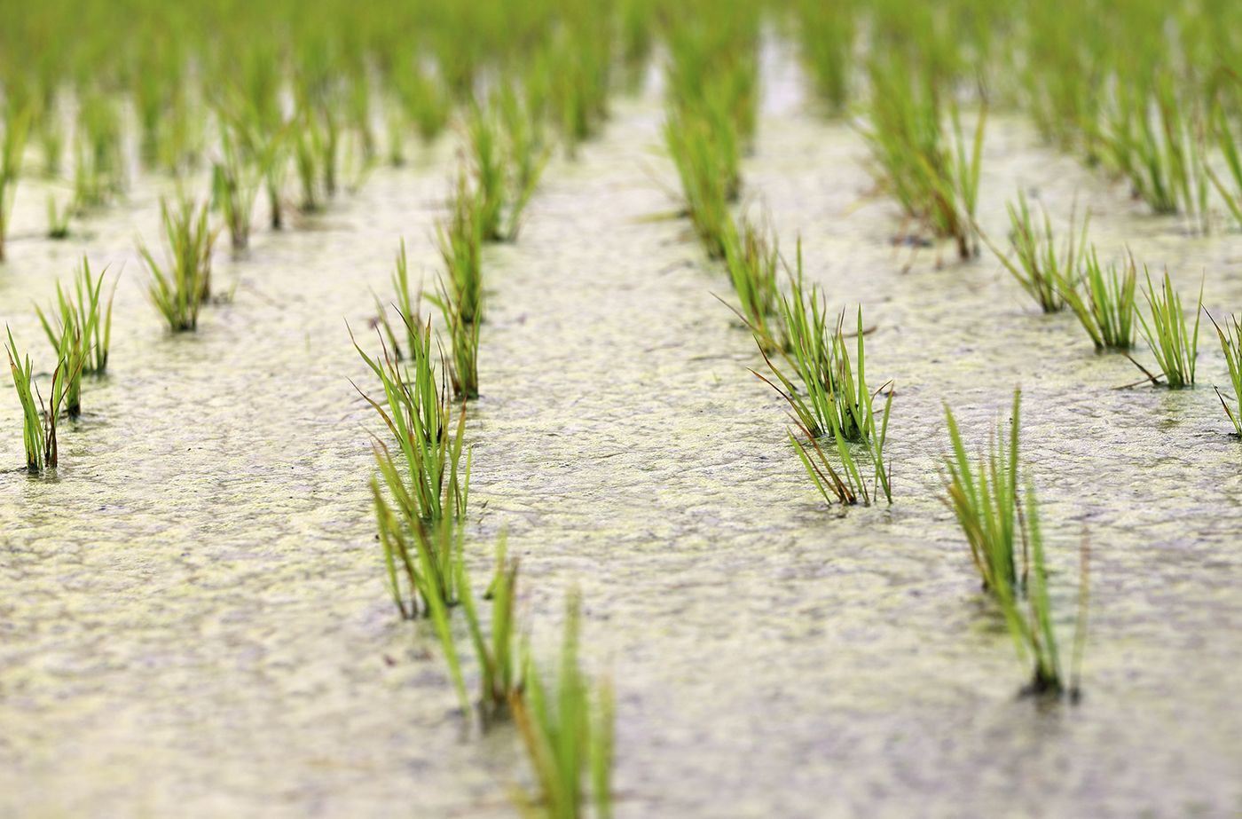 Newly Approved Rice Irrigation Practices Aid Sustainability - ProAg
