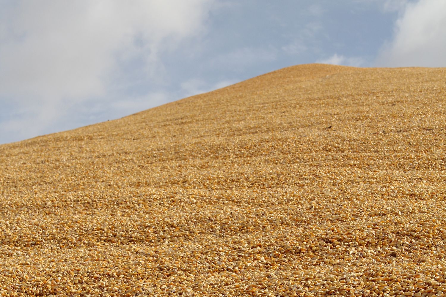 Trade Expects USDA Grain Stocks Report to Show Sharply Lower Corn ...