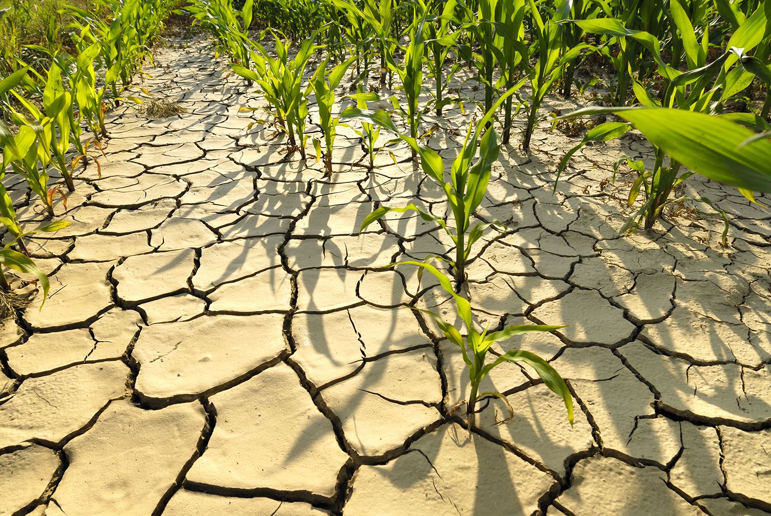 Corn-Growing States Face Intense Drought Conditions - ProAg