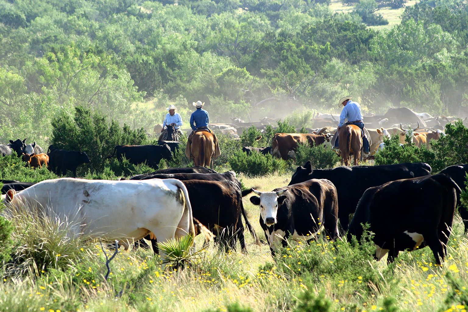 National Cattlemen's Beef Association Advocates for Federal Protection ...