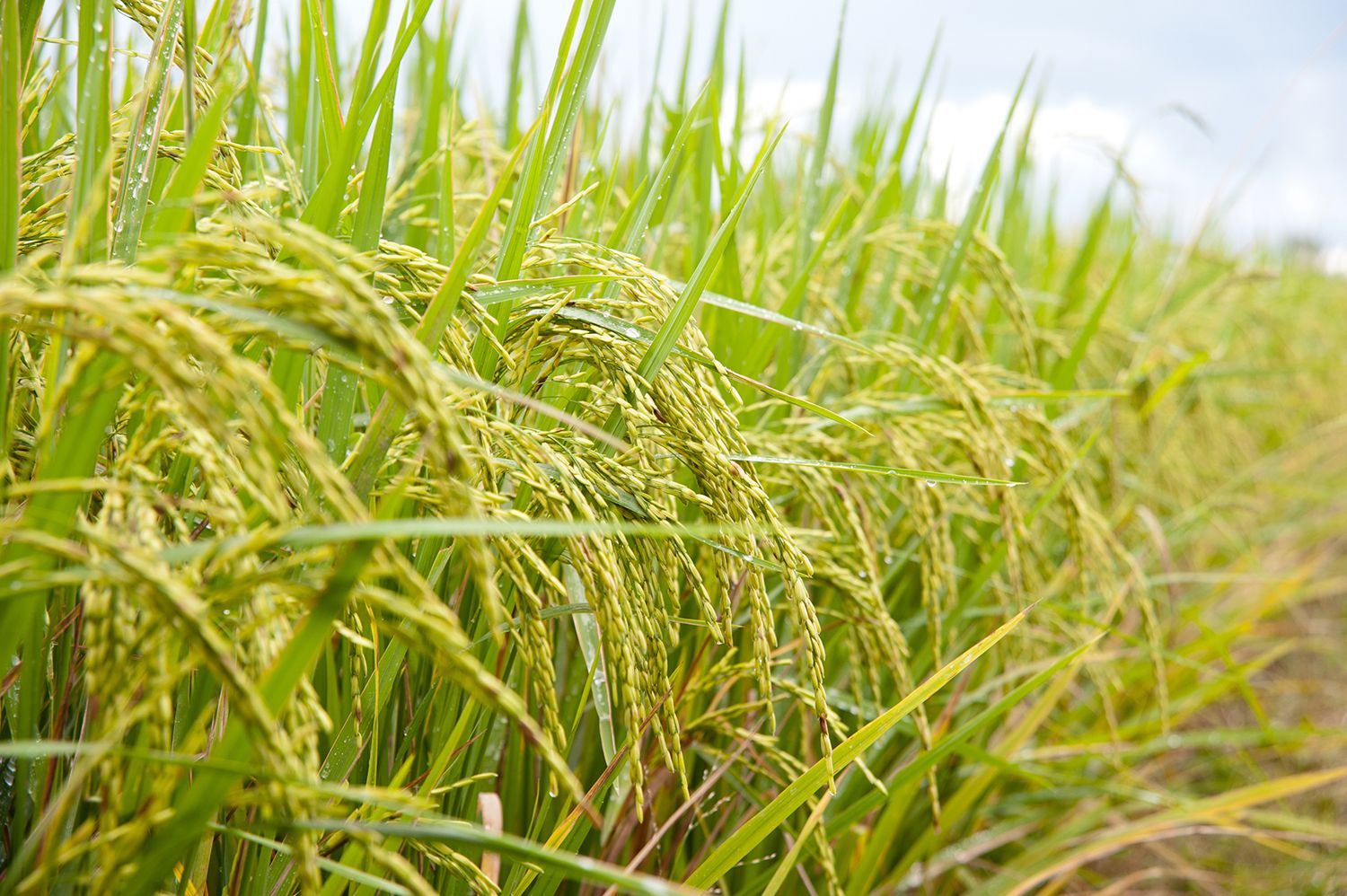 RMA Administrator: Crop Insurance Supports Environmentally Friendly ...