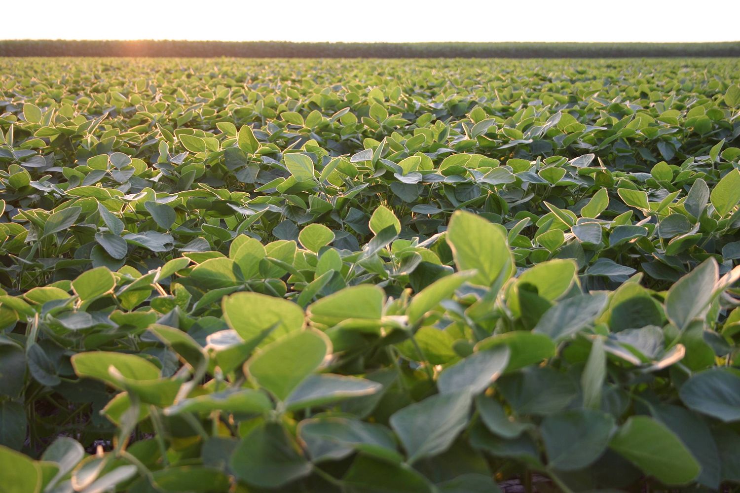 Southern Soybean Season Recap - ProAg