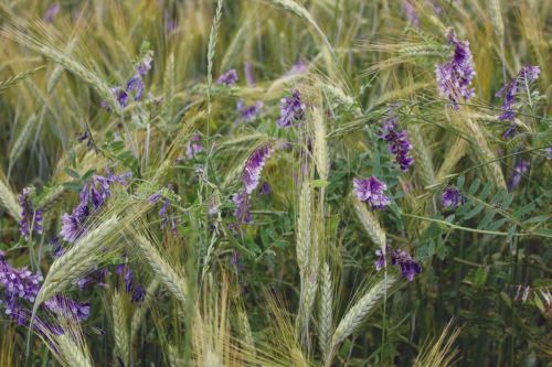 Soil Conservation Practices on the Rise in Iowa - ProAg