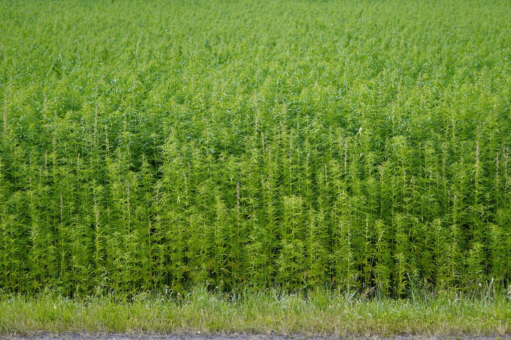 Hemp 101-Ready to harvest - ProAg