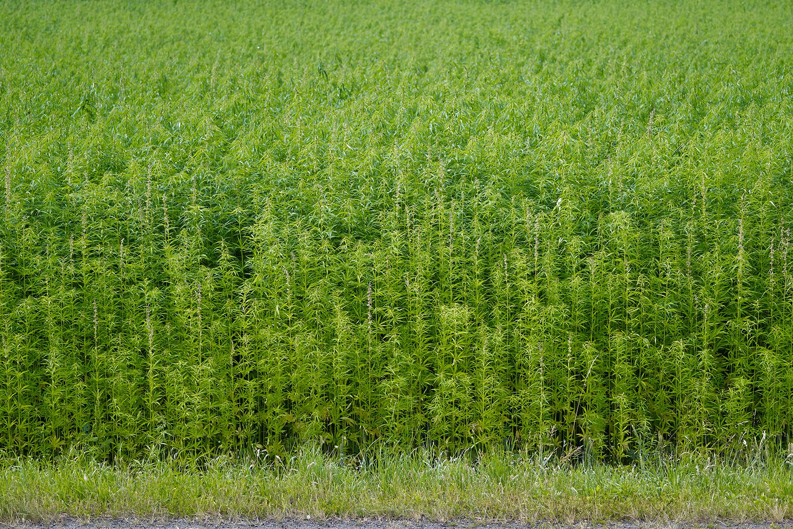 USDA Announces Changes to Strengthen Crop Insurance for Hemp Producers ...