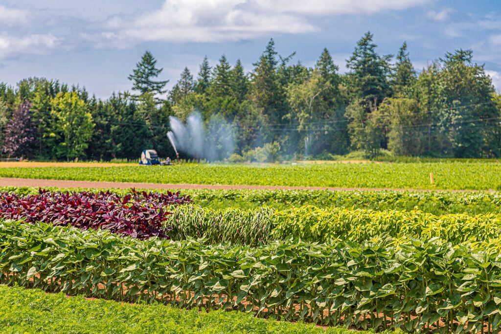 USDA Offers New Crop Insurance Pilot Program for Nursery Crops in 2021 ...