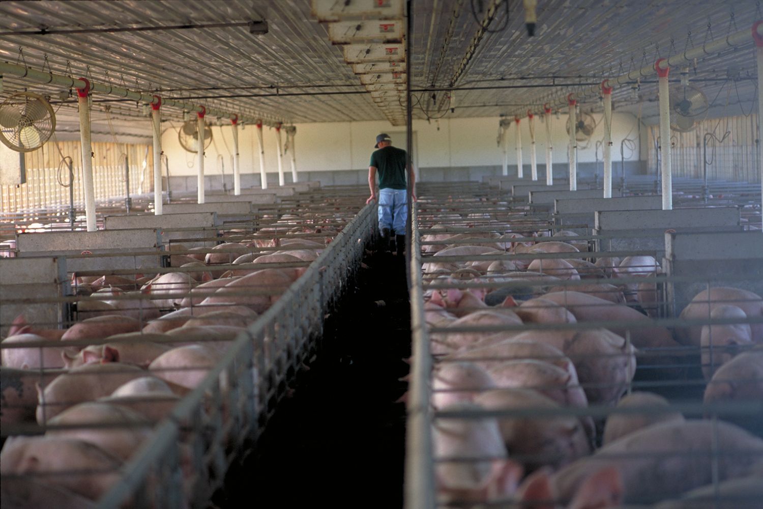 Unexpected Swine Disease Impacting Farms in Upper Midwest - ProAg