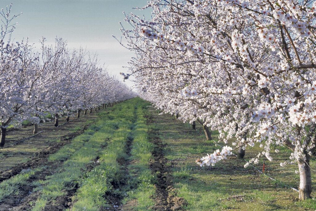 2022 Almond Challenges Spur Renewed Strategy, Optimism for Industry - ProAg