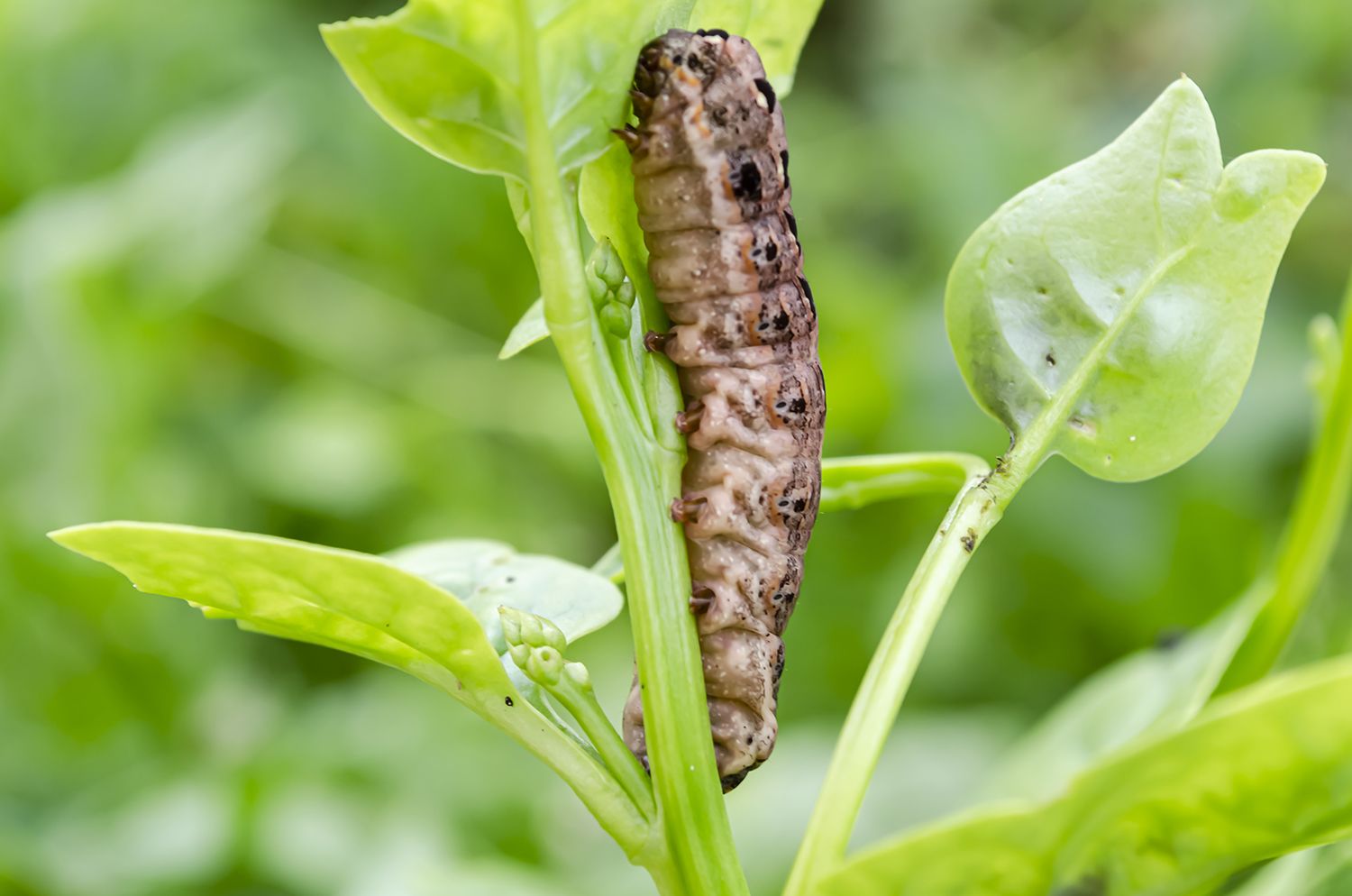 Cutworms Damage