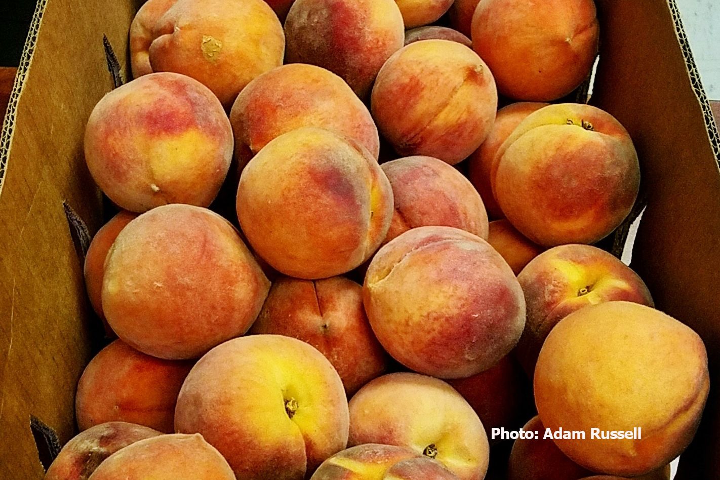 Texas Peach Crop Looking Good Despite Early Concerns - ProAg