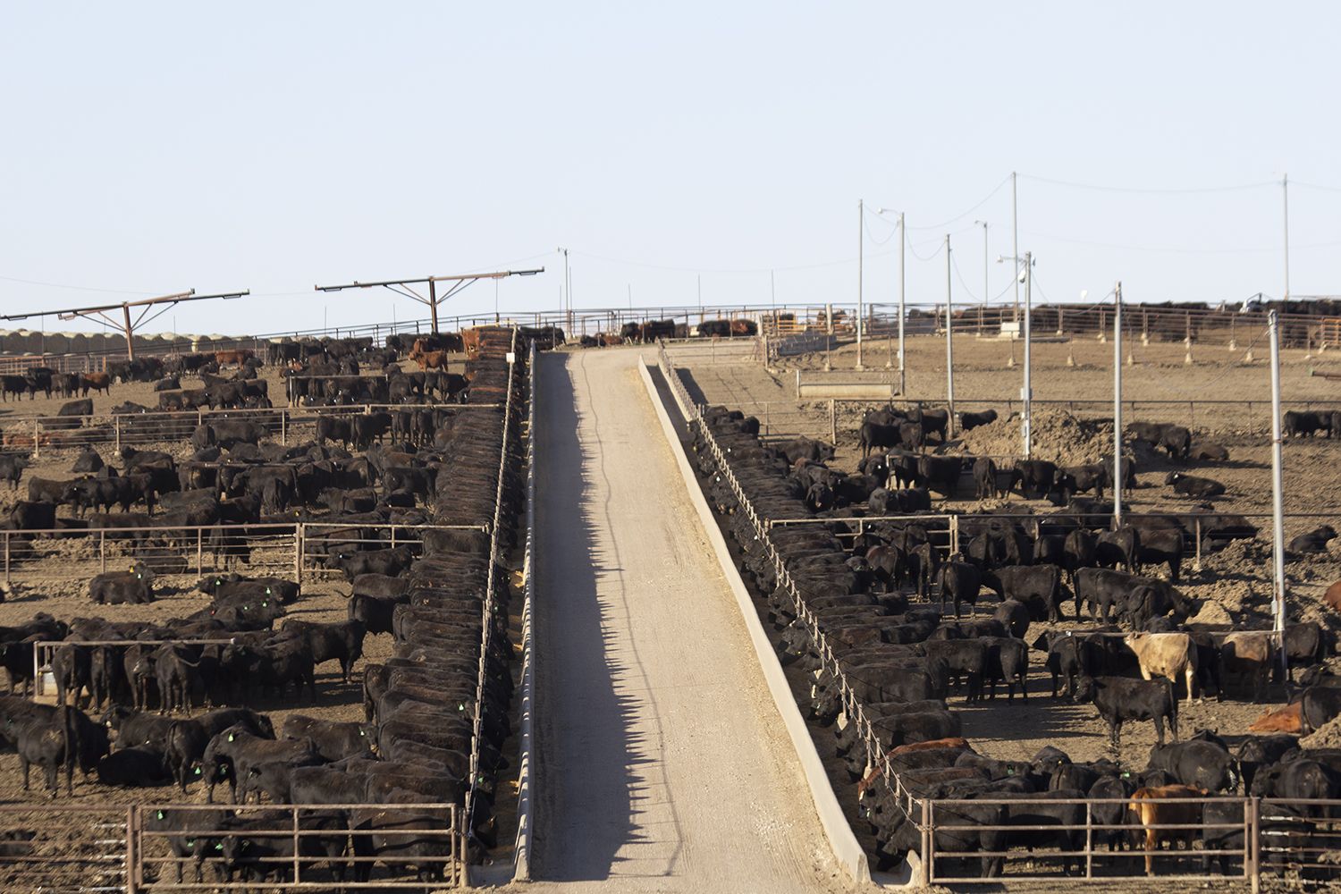 USDA-RMA Increases LRP Subsidy Rates for 2021 - ProAg