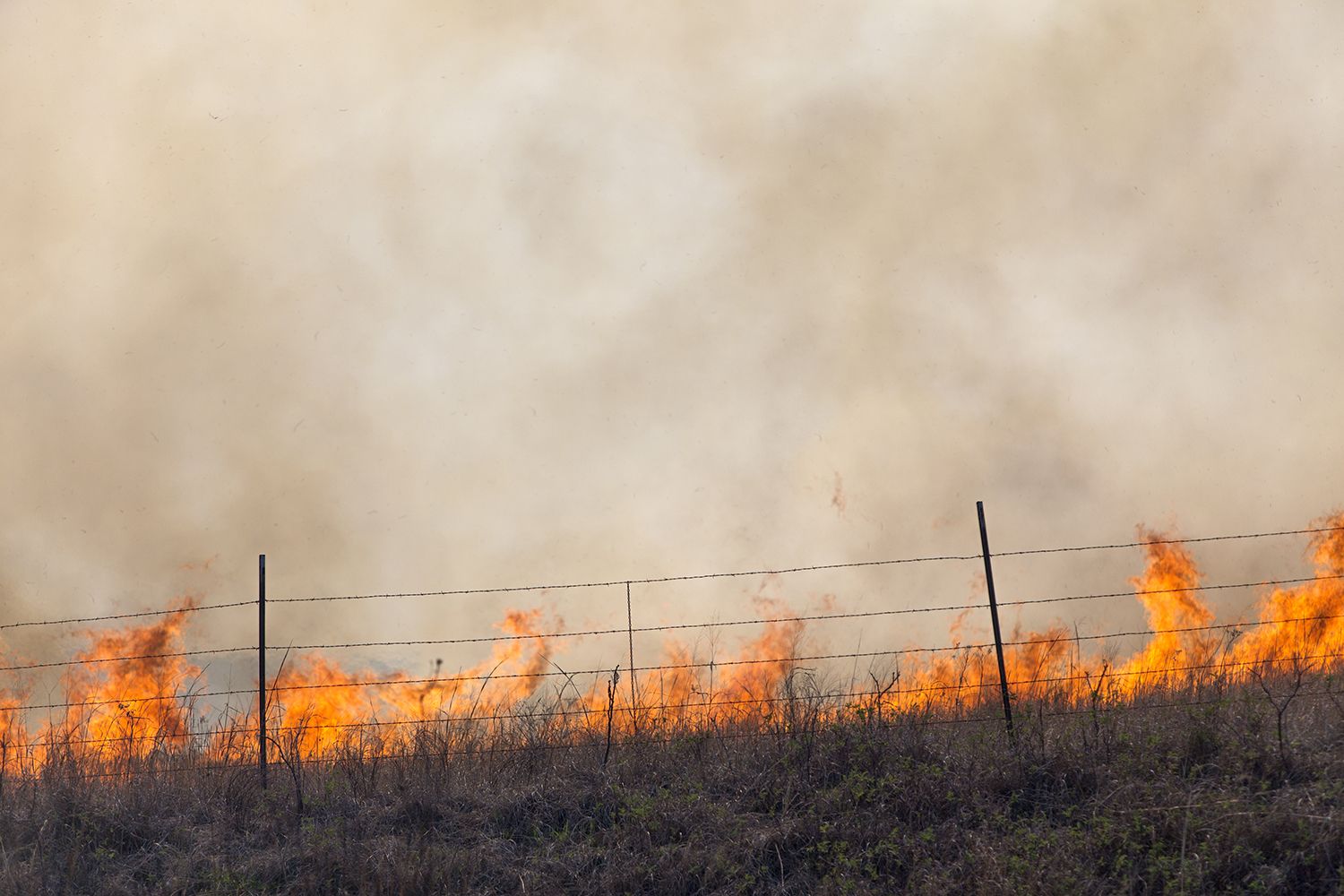 How are Dairy Cattle Impacted by Wildfire Smoke? - ProAg