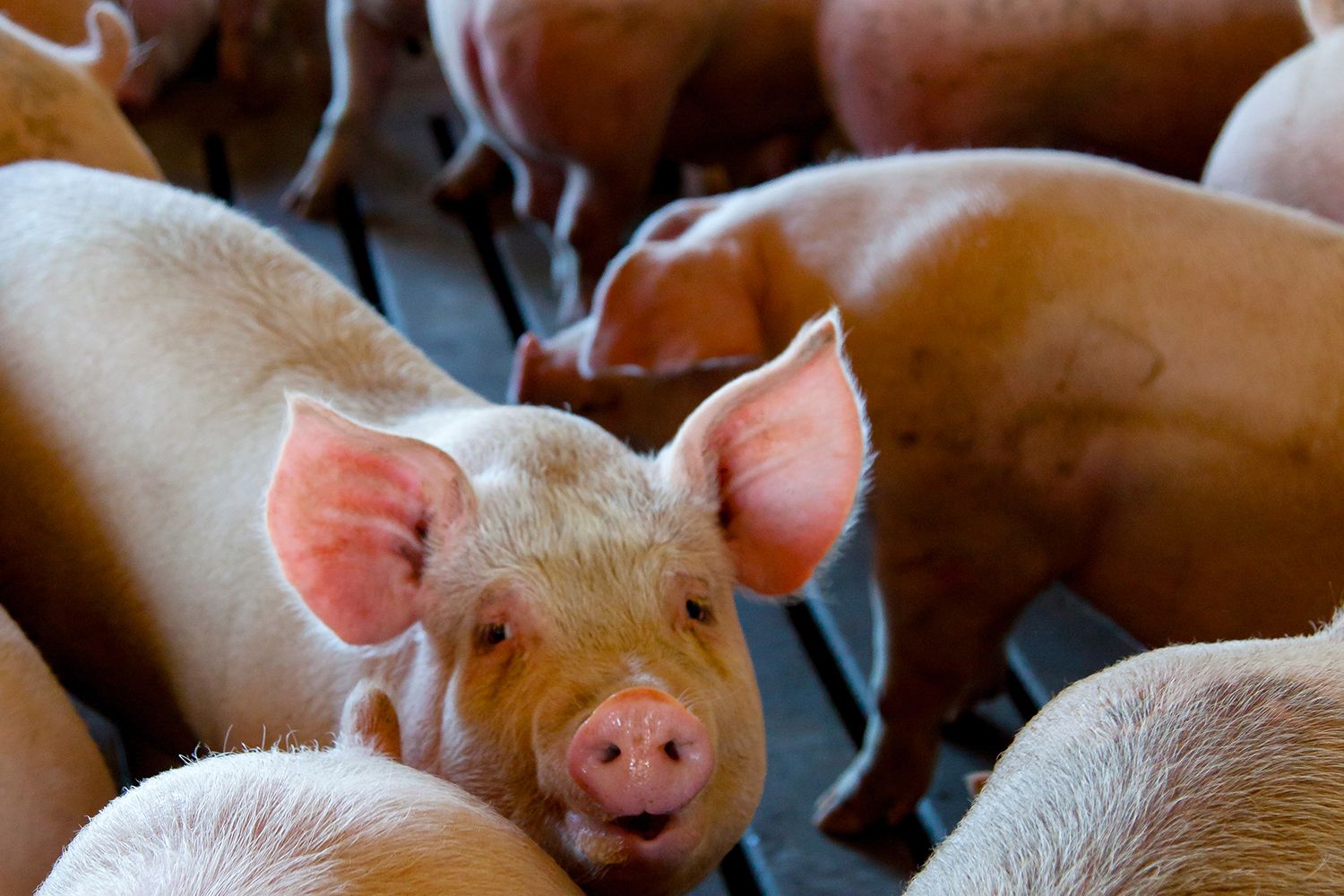 Water-Based Foam Veterinary Study Reveals Realistic Swine Depopulation ...