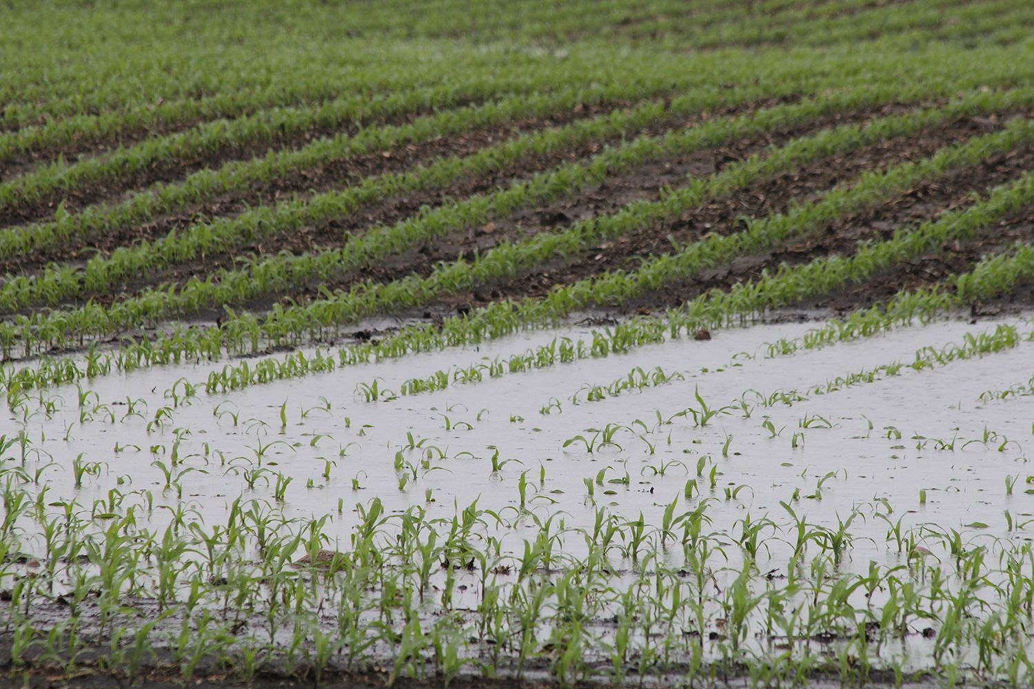 Planting Surges Ahead, Despite Weather Extremes - ProAg