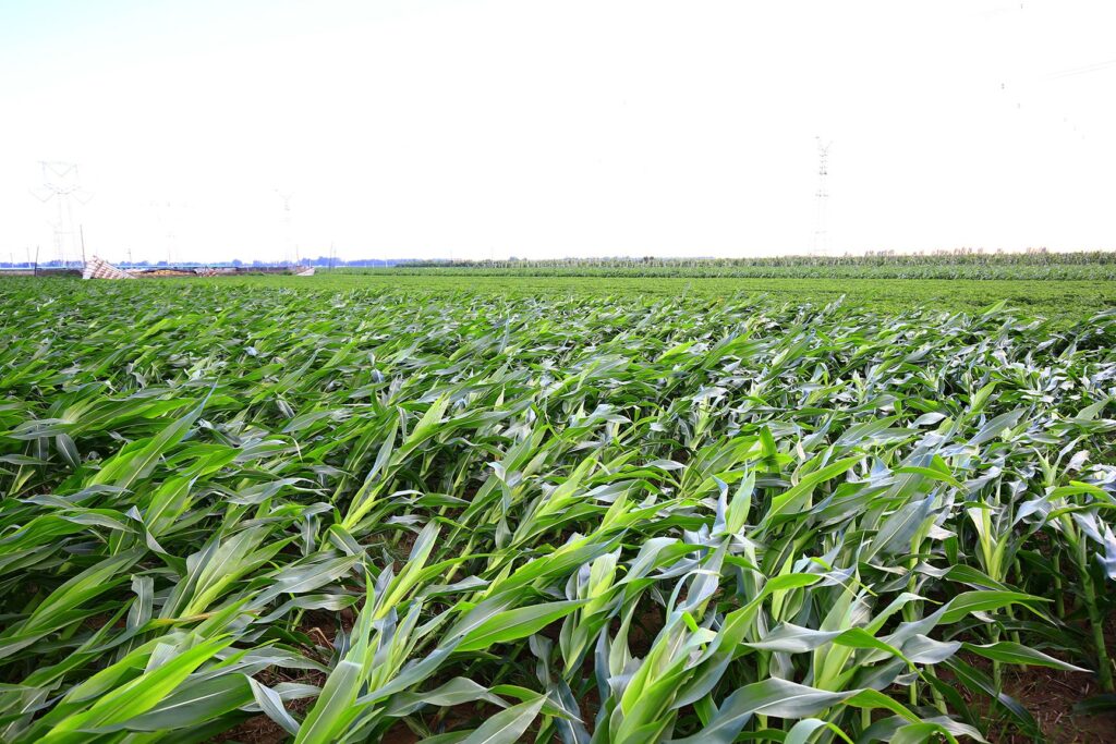 Evaluating Wind-Damaged Corn? Check Out These Resources - ProAg