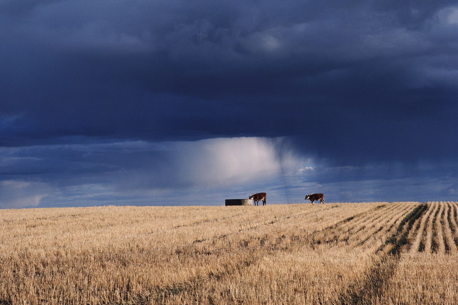 What to Do After a Storm Strikes Your Farm - ProAg