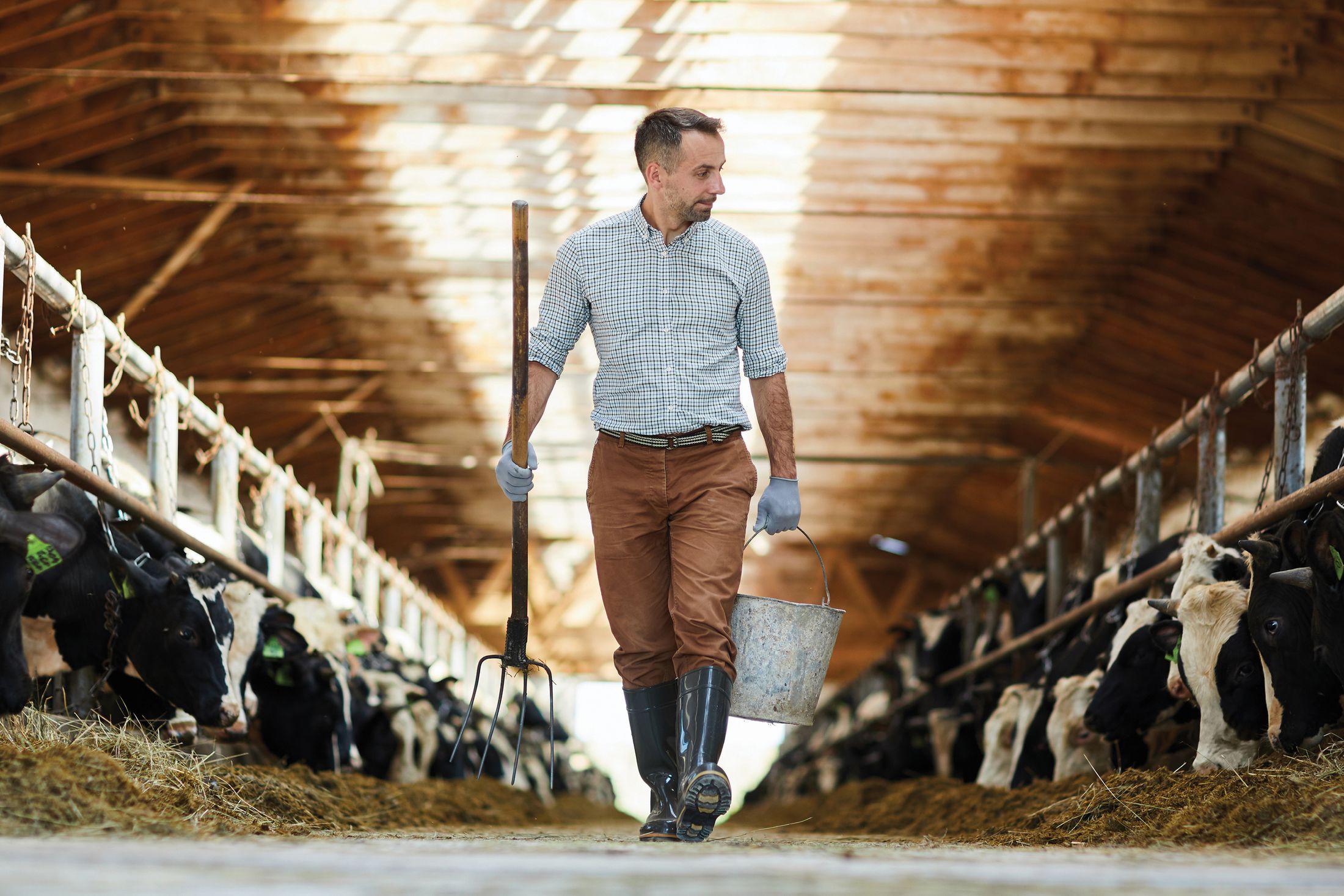 Manage Risk Adequately with Dairy Revenue Protection