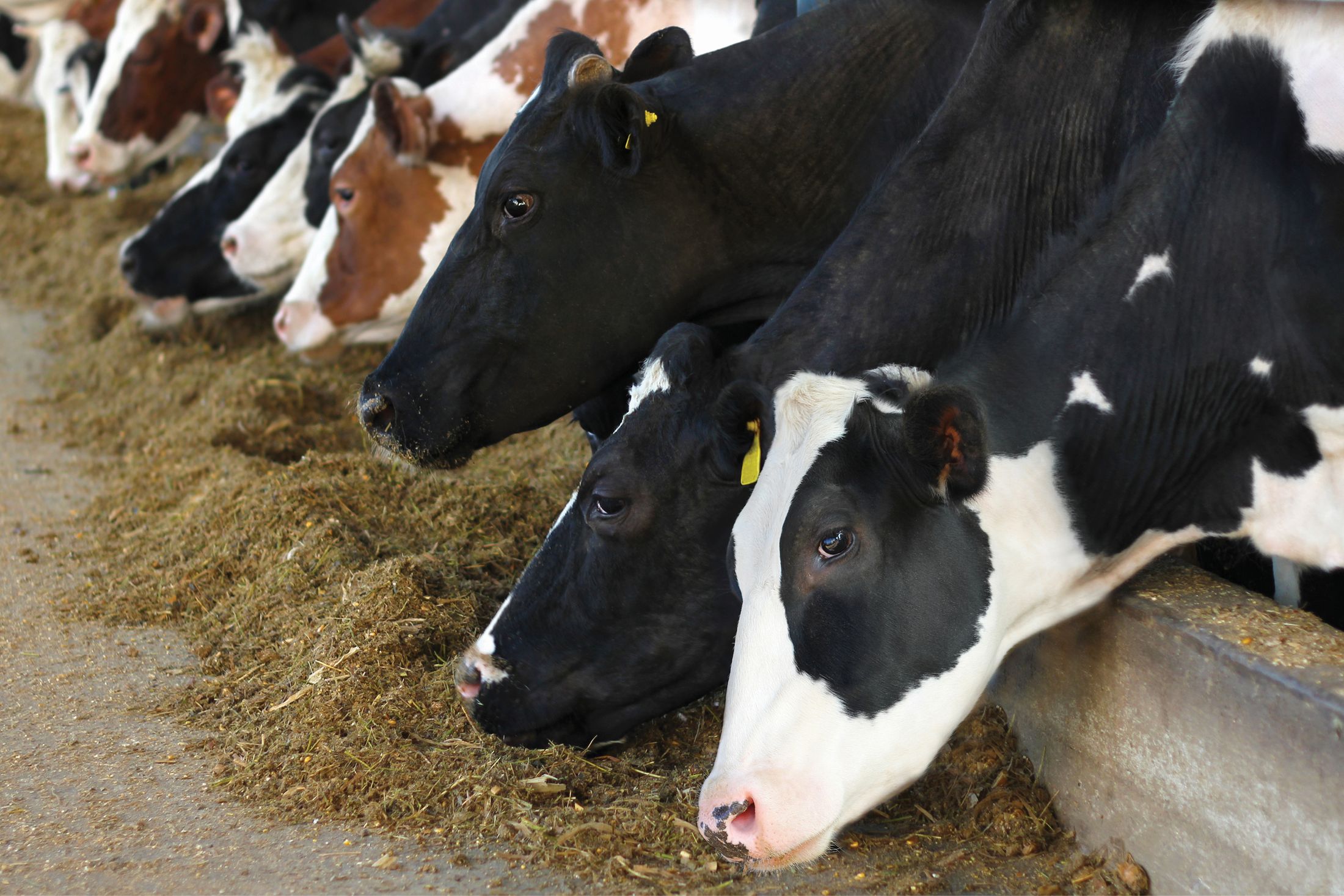 5 Things to Know About Dairy Revenue Protection (DRP) - ProAg