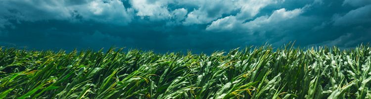 Grow with Confidence | ProAg Crop Hail Insurance