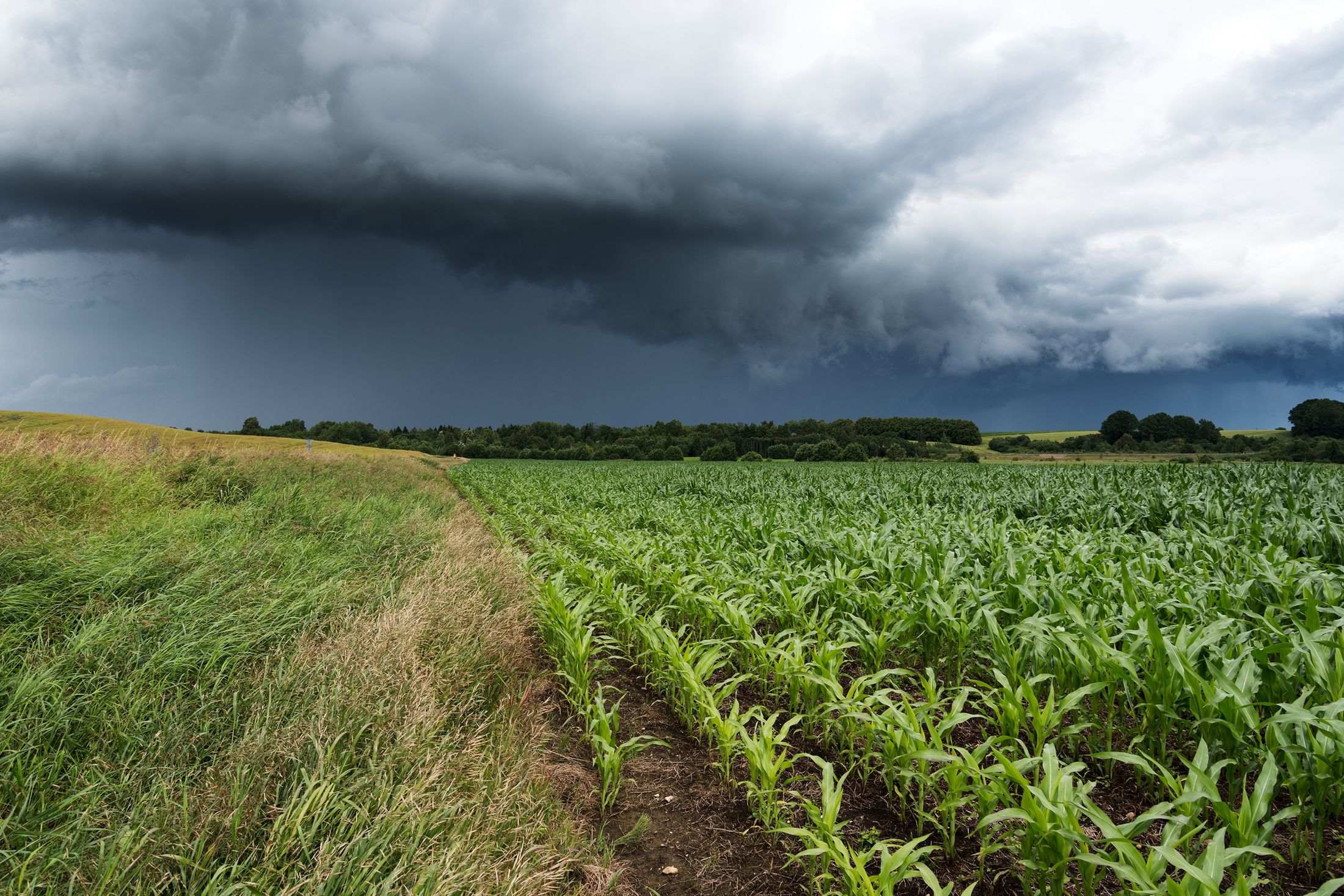 Get Quick, Accurate Crop Hail Insurance Coverage with ProAg