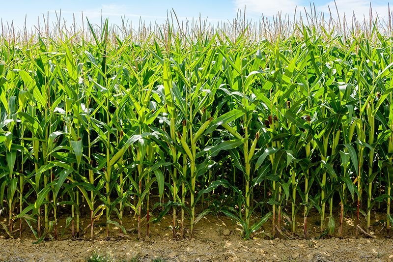 Half of Top Corn Growing States Report Silking Ahead of Schedule - ProAg