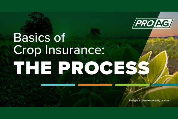 Understand the Crop Insurance Process in Four Easy Steps