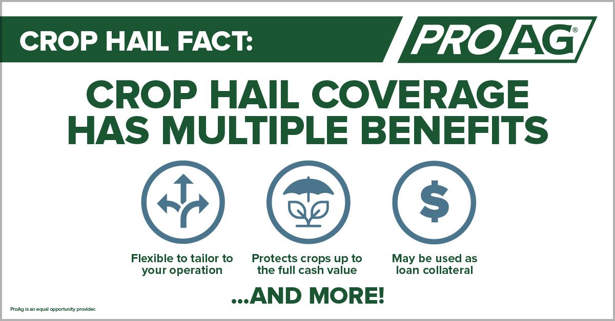 Infographic: The Benefits of Crop Hail Protection - ProAg