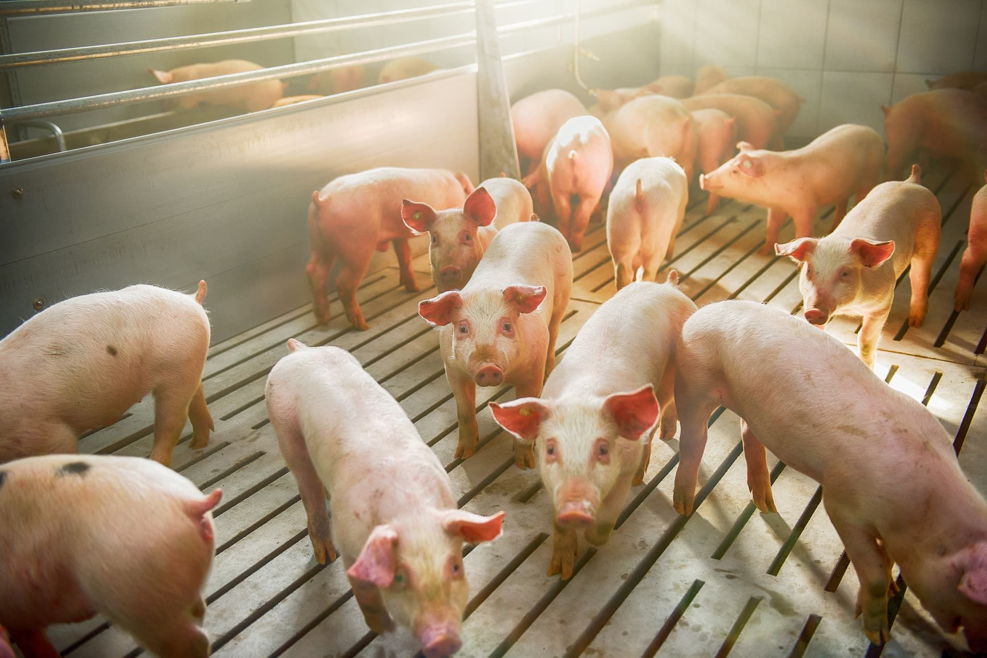 Hog Numbers Stagnant Amidst Economic Uncertainties - ProAg