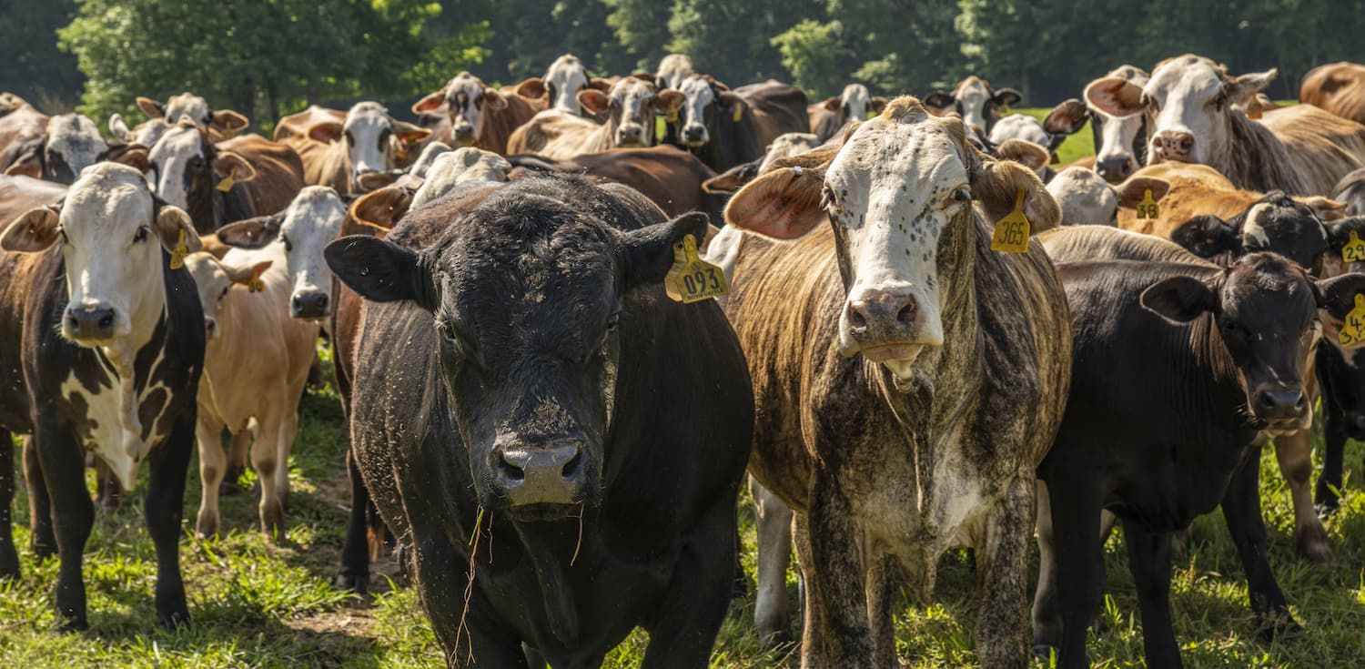 USDA Reports Fourth Consecutive Year of Decline for Cattle Inventory ...