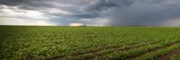 The Crop Insurance Cycle - ProAg