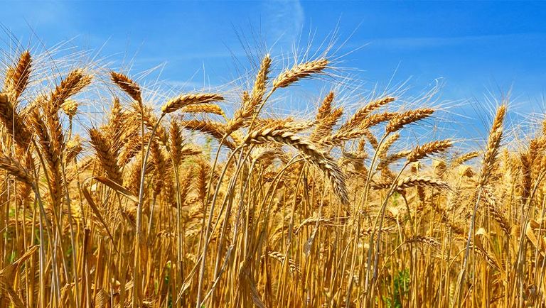 Enhanced Coverage Option (ECO) Insurance - ProAg