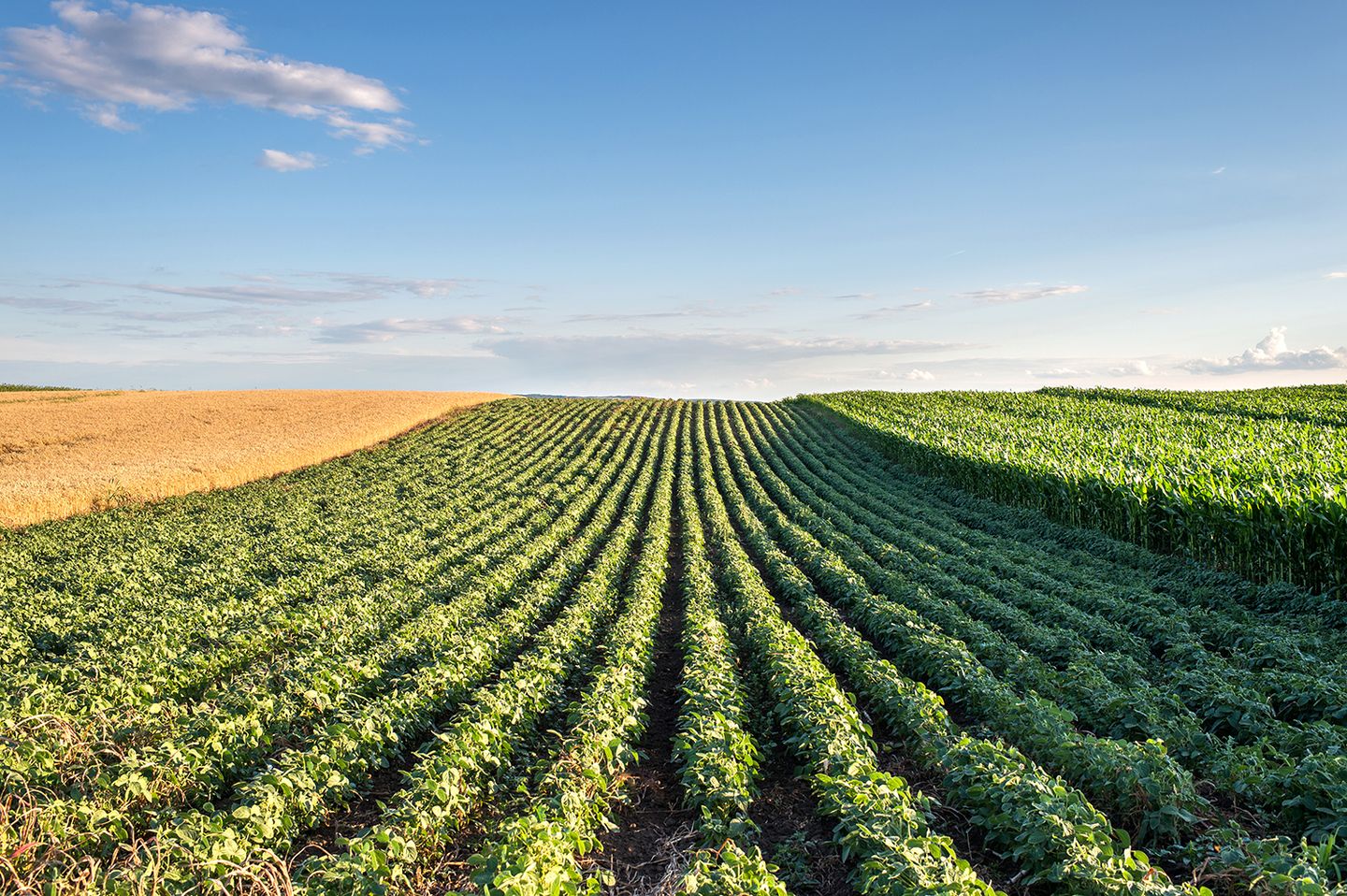Multi-Peril Crop Insurance Coverage Options - ProAg