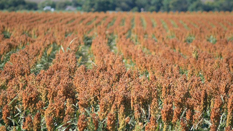 Yield Protection Crop Insurance - ProAg Crop Insurance Company