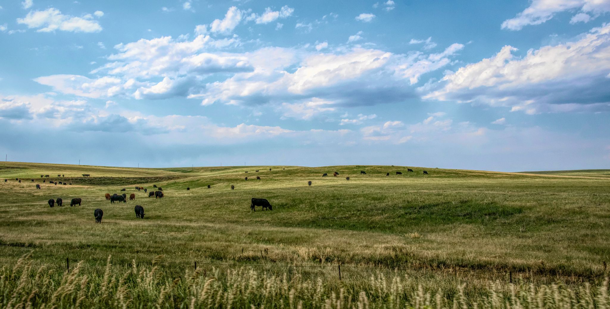 Pasture, Rangeland, Forage (PRF) Insurance - ProAg